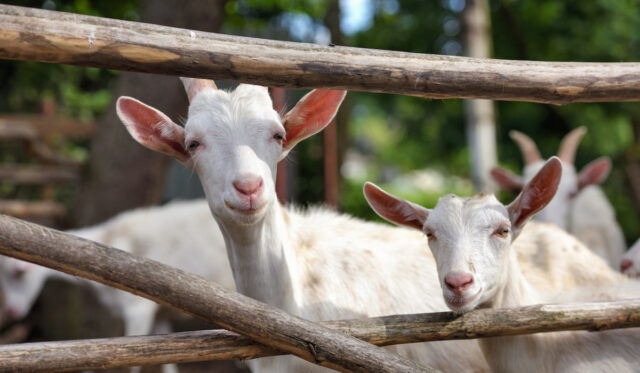 13 Most Common Goat Breeds in America - Farmhouse Guide