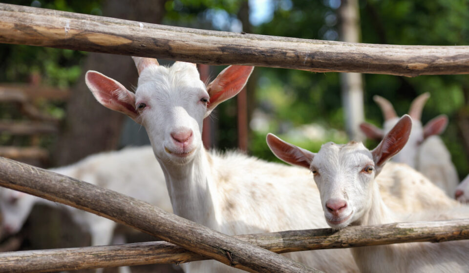 13 Most Common Goat Breeds in America - Farmhouse Guide