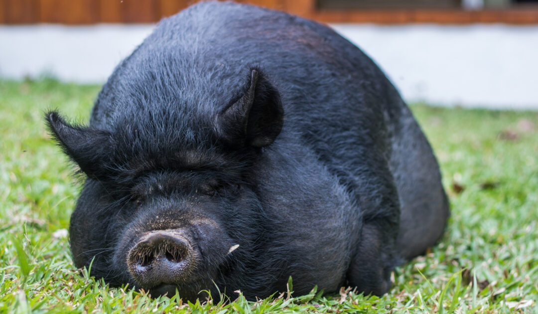 16 Best Tasting Pig Breeds - Farmhouse Guide