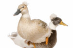 7 Small Duck Breeds - Farmhouse Guide