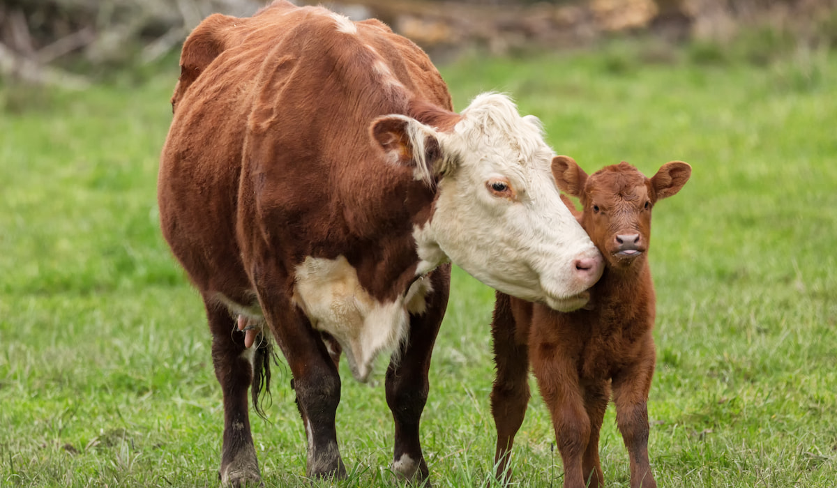Fascinating Ways and Reasons Cows Communicate - Farmhouse Guide
