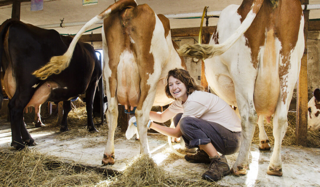 9 Differences Between Oxen, Cows, and Bulls - Farmhouse Guide 9 Differences Between Oxen, Cows, and Bulls - Farmhouse Guide