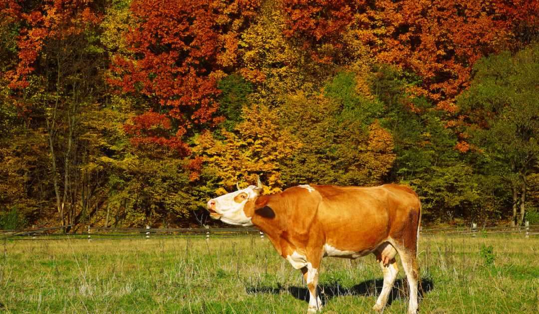 Fascinating Ways and Reasons Cows Communicate - Farmhouse Guide