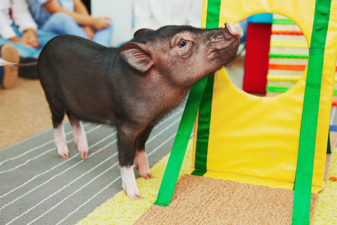 16 Best Tasting Pig Breeds - Farmhouse Guide
