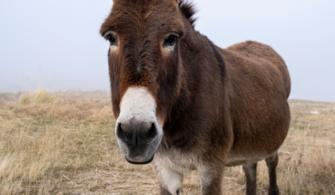13 Signs a Donkey Is Pregnant - Farmhouse Guide
