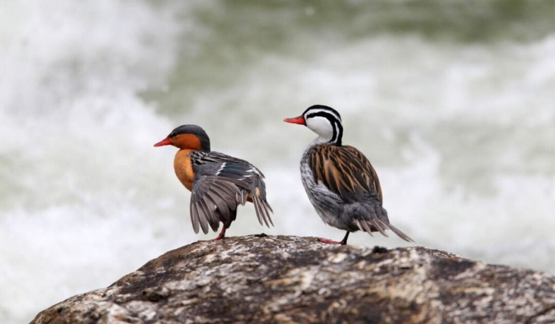 13 Ducks (and Other Birds) With Red Beaks - Farmhouse Guide