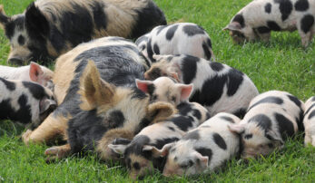 16 Best Tasting Pig Breeds - Farmhouse Guide