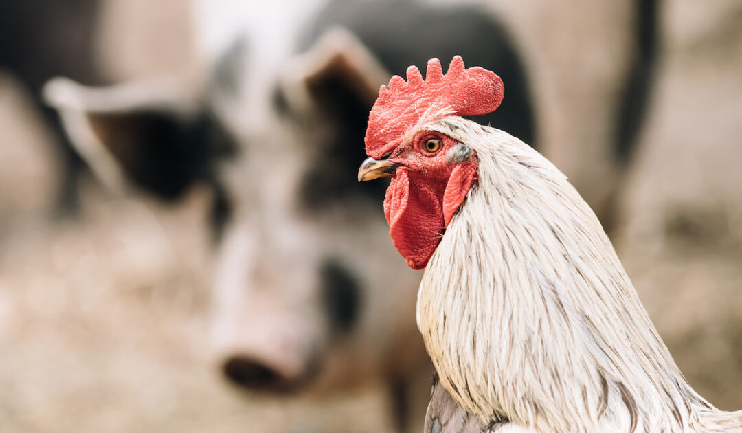 Can You Raise Pigs and Chickens Together? - Farmhouse Guide