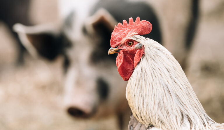 Can You Raise Pigs and Chickens Together? - Farmhouse Guide