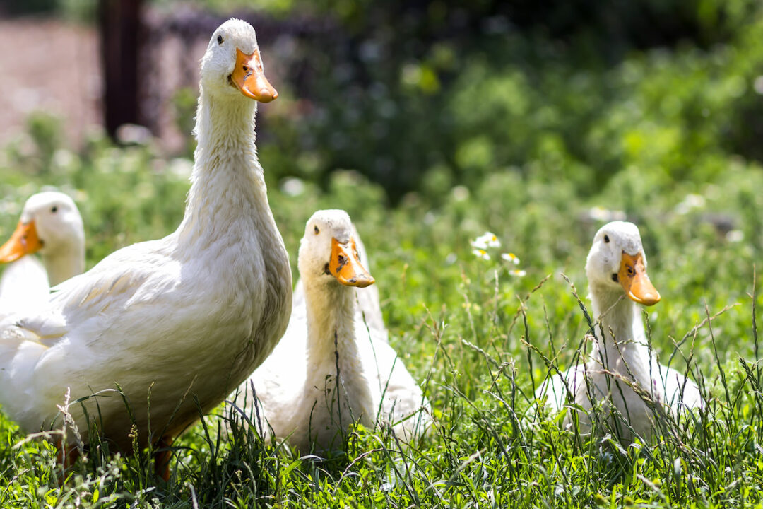 5 Friendliest Duck Breeds - Farmhouse Guide