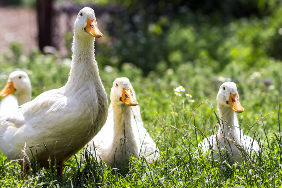 5 Friendliest Duck Breeds - Farmhouse Guide