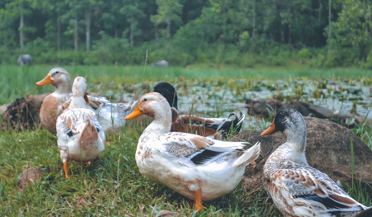 Do Ducks and Goats Get Along? - Farmhouse Guide