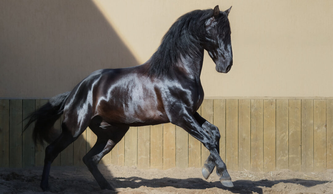 20 Biggest Horse Breeds (With Pictures) - Farmhouse Guide