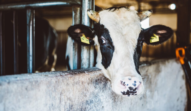 6 Reasons Cows Get Aggressive - Farmhouse Guide