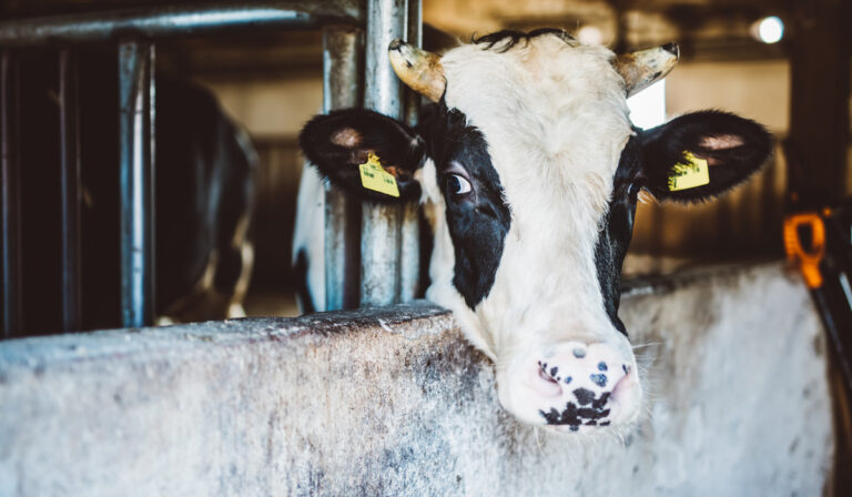 6 Reasons Cows Get Aggressive Farmhouse Guide
