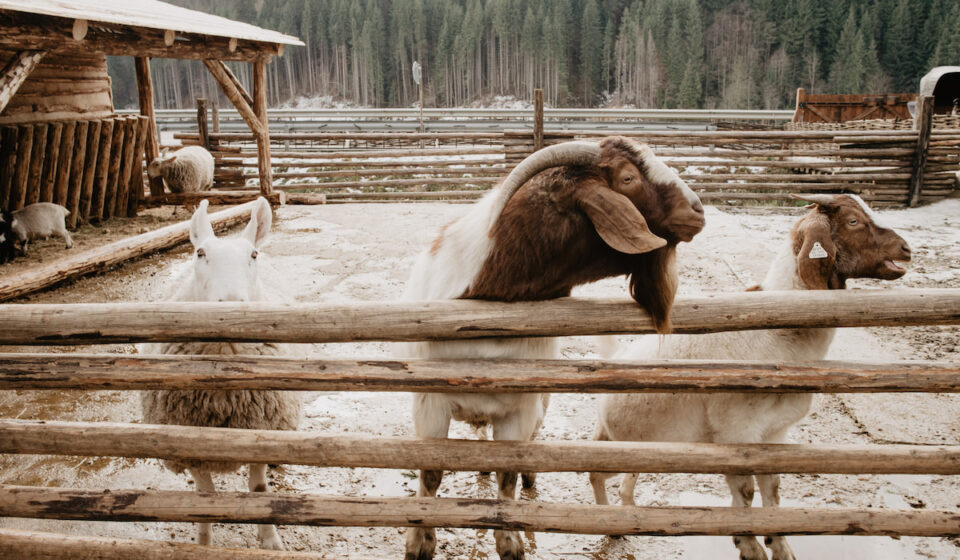 13 Most Common Goat Breeds in America - Farmhouse Guide