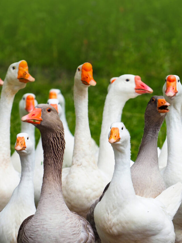 9 Reasons Geese Make Good Pets and 9 Reasons They Do Not - Farmhouse Guide