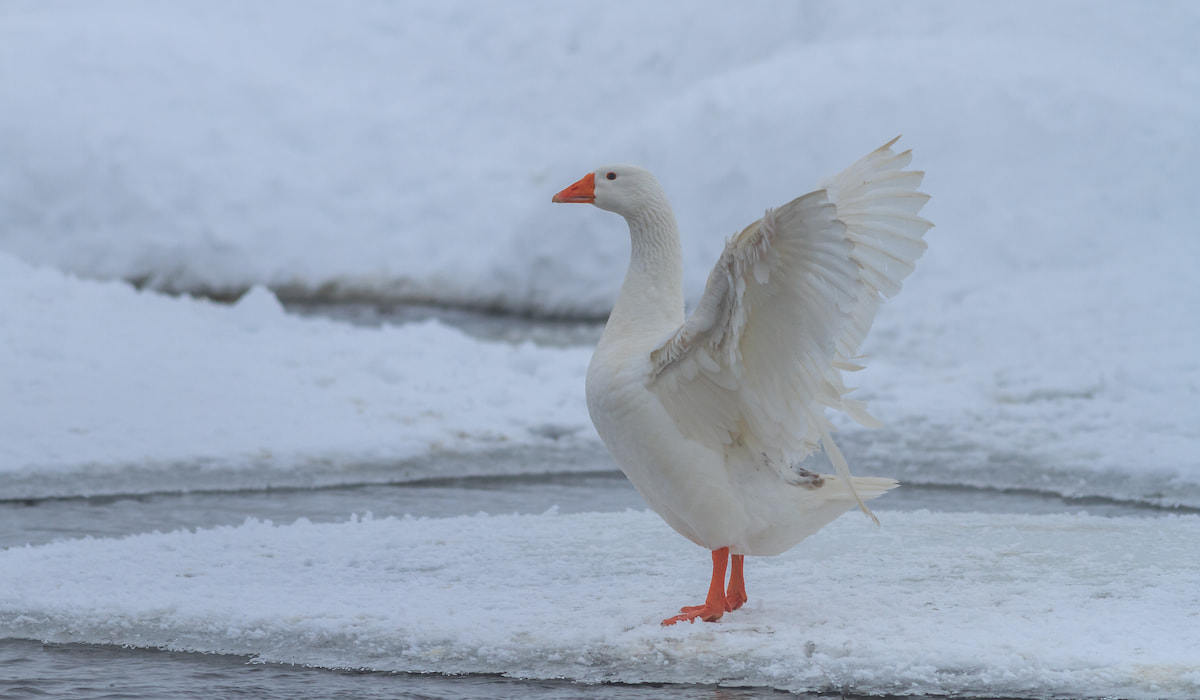 What Temperature Is Too Cold for Geese? - Farmhouse Guide