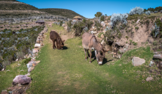 13 Signs a Donkey Is Pregnant - Farmhouse Guide