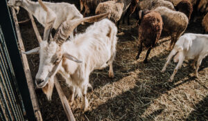 How to Clean Goat Poop - Farmhouse Guide