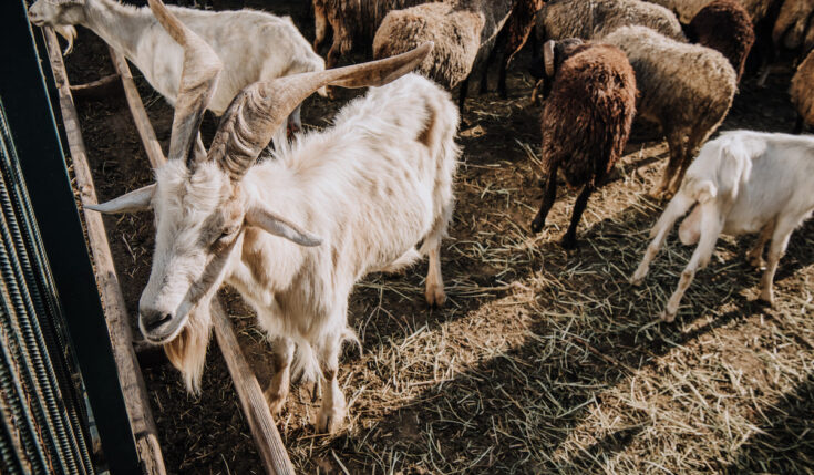 How to Clean Goat Poop - Farmhouse Guide