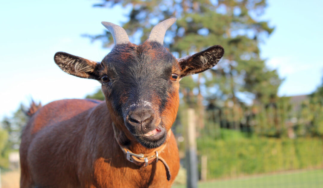 13 Most Common Goat Breeds in America - Farmhouse Guide