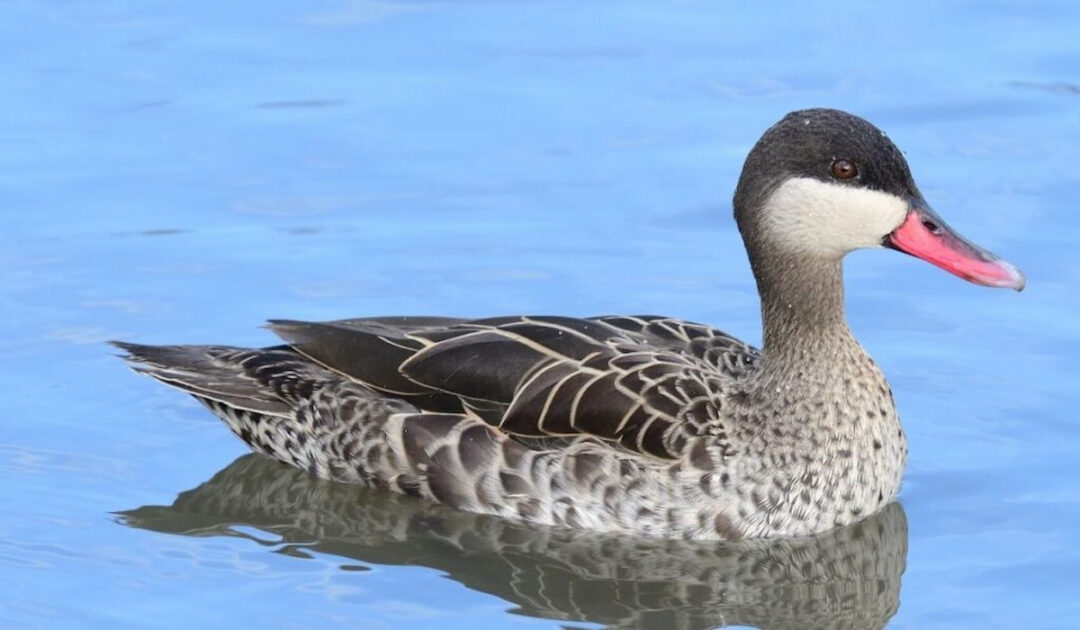 13 Ducks (and Other Birds) With Red Beaks - Farmhouse Guide