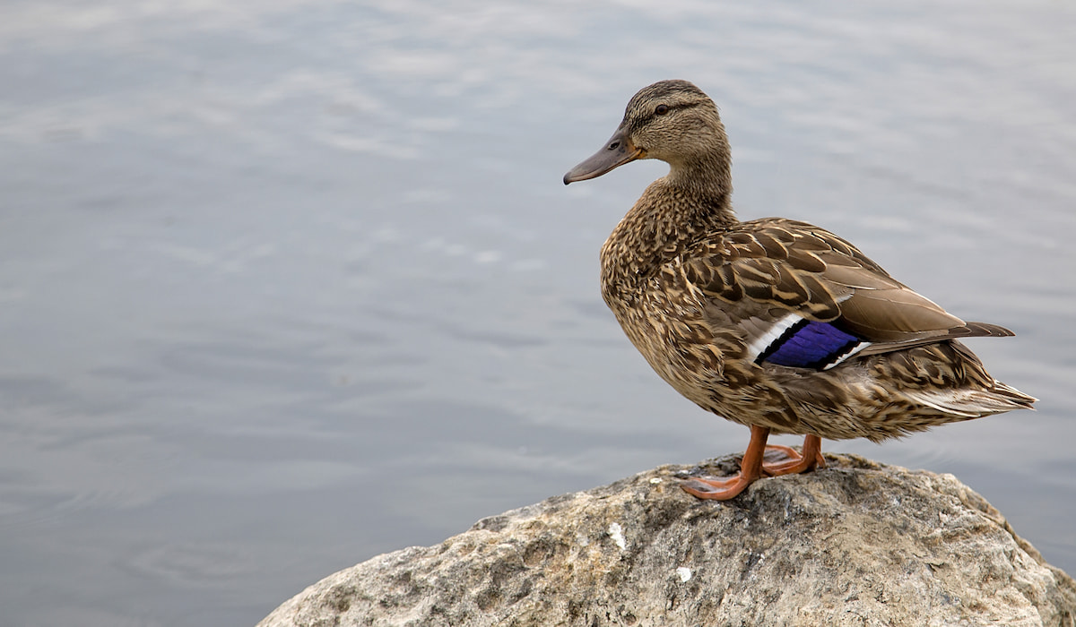 5 Friendliest Duck Breeds - Farmhouse Guide