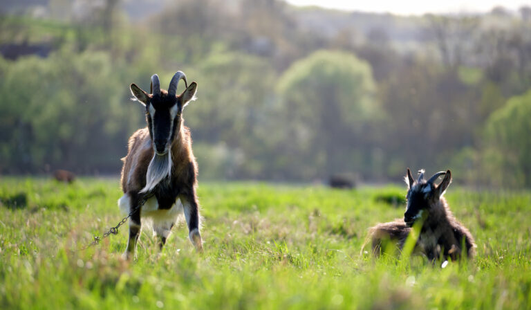 13 Most Common Goat Breeds in America - Farmhouse Guide