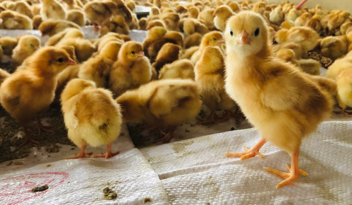 When Can Chicks Move Outside? - Farmhouse Guide