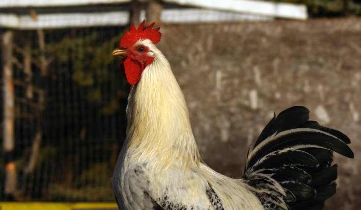 9 Best Chicken Breeds For Hot Climates - Farmhouse Guide