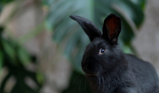 Complete List of Black Rabbit Breeds - Farmhouse Guide