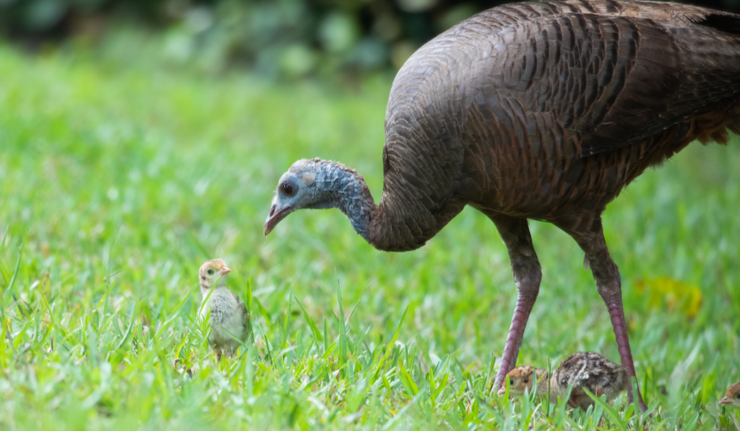 When Can Baby Turkeys Go Outside? - Farmhouse Guide