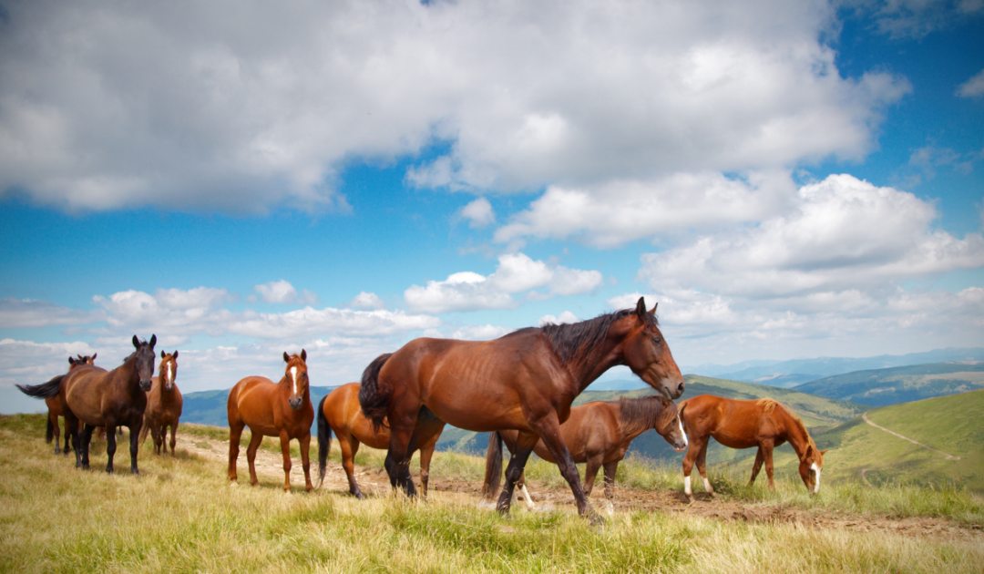 Top 11 Best Horse Breeds for Trail Riding - Farmhouse Guide
