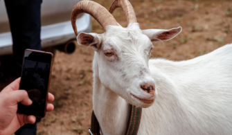 How Much Does a Goat Cost? —2021 Prices - Farmhouse Guide