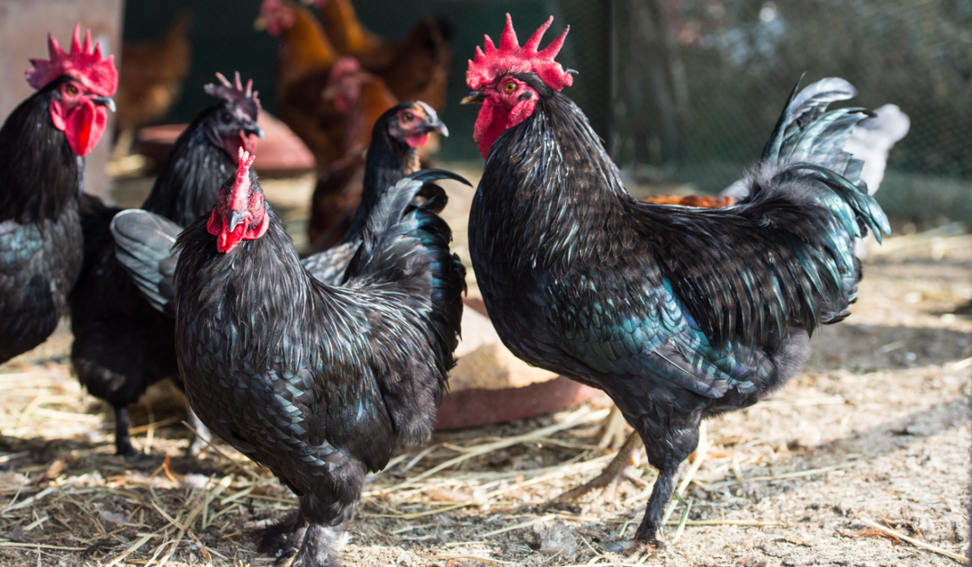 11 Black Chicken Breeds - Farmhouse Guide