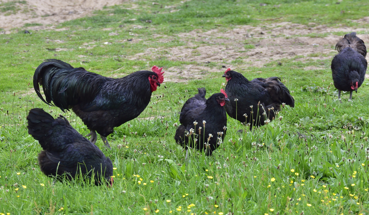 11 Black Chicken Breeds - Farmhouse Guide