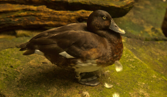 23 Rare Duck Breeds - Farmhouse Guide