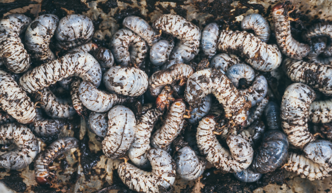 Do Turkeys Eat Mice and Rats? - Farmhouse Guide