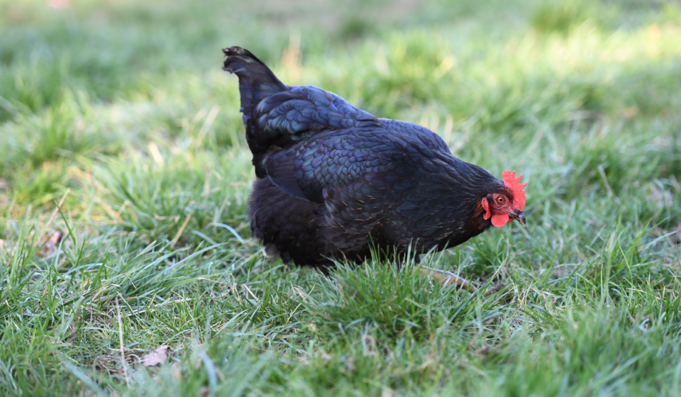 11 Blue Chicken Breeds - Farmhouse Guide