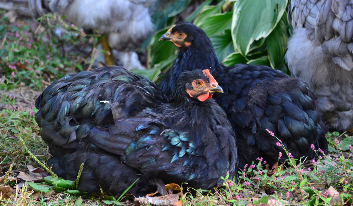 11 Black Chicken Breeds - Farmhouse Guide