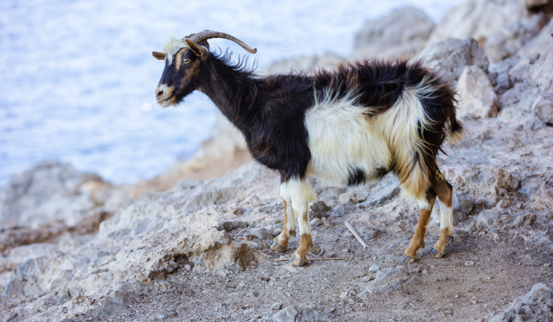 Black and White Goat Breeds - Farmhouse Guide