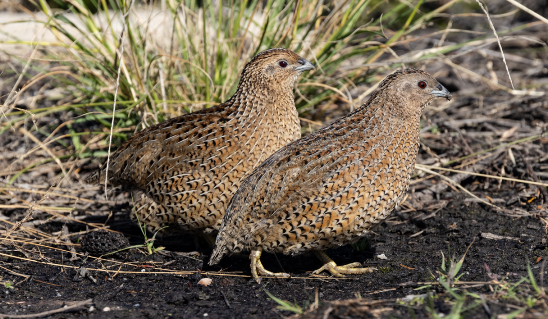 Are Quails Noisy? - Farmhouse Guide