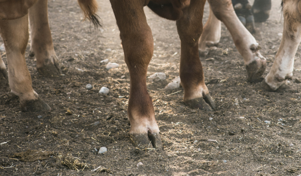 Do Cows Need Their Hooves Trimmed? - Farmhouse Guide