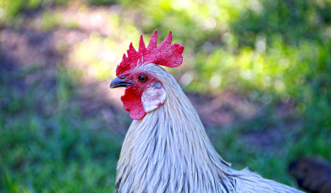 9 Best Chicken Breeds For Hot Climates - Farmhouse Guide