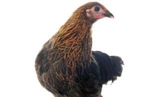 Grey chicken breeds - Farmhouse Guide