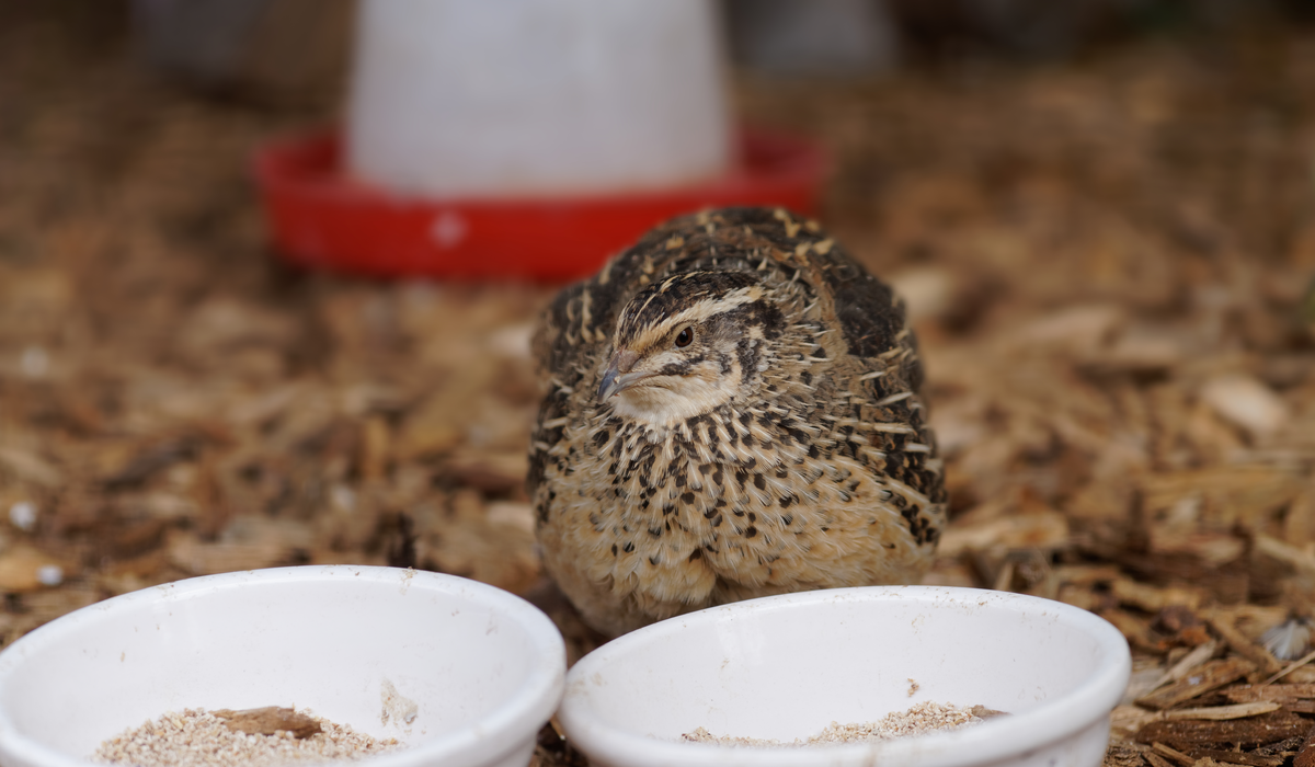 Are Quails Noisy? - Farmhouse Guide