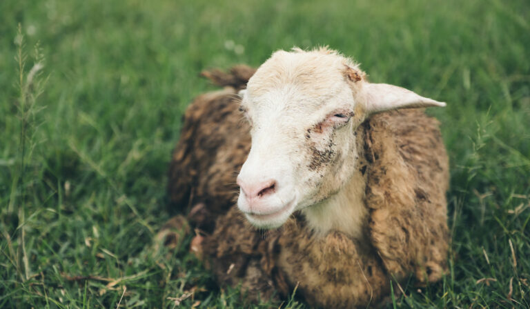 9 Sheep Breeds That Don't Need Shearing - Farmhouse Guide