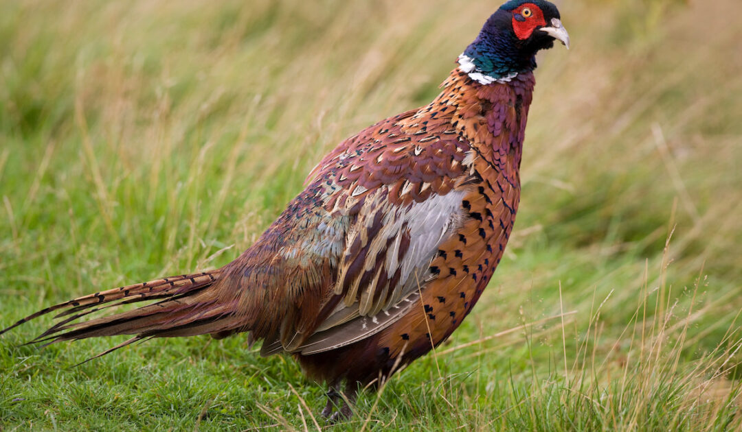 Ultimate Guide to Raising Pheasants - Farmhouse Guide