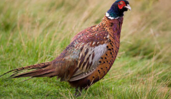 Ultimate Guide to Raising Pheasants - Farmhouse Guide